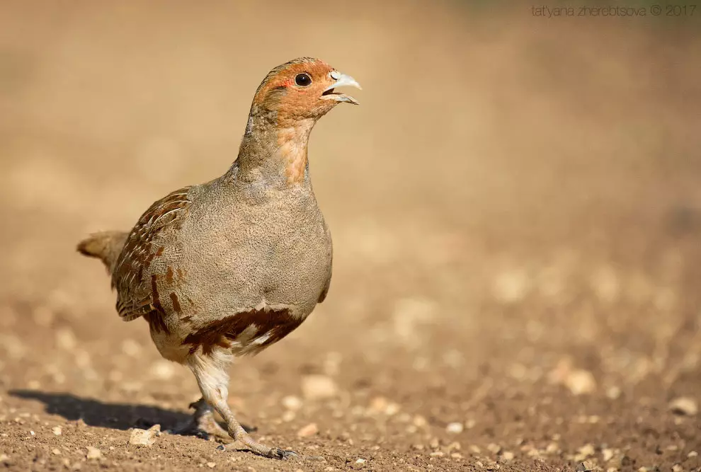 Kyzyl-Yar lakuko fauna Krimean Tatiana Stupid-en argazkietan 1844_15