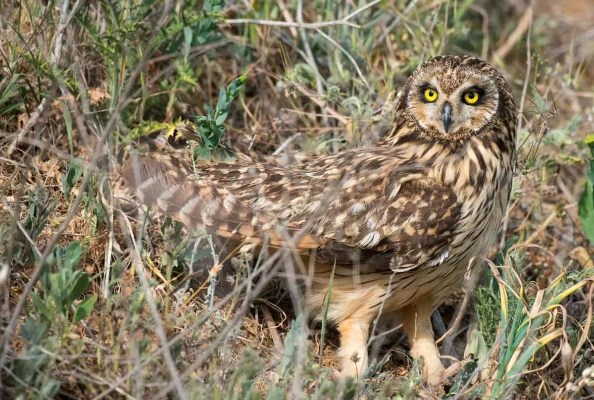 Kyzyl-Yar lakuko fauna Krimean Tatiana Stupid-en argazkietan 1844_16