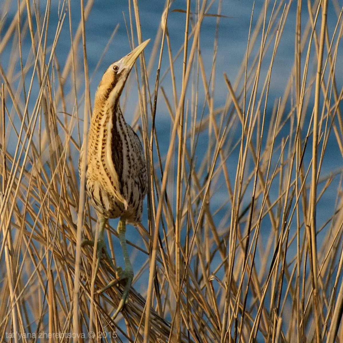 Fauna silvestre del lago Kyzyl-Yar en Crimea en fotos de Tatiana Stupid 1844_17