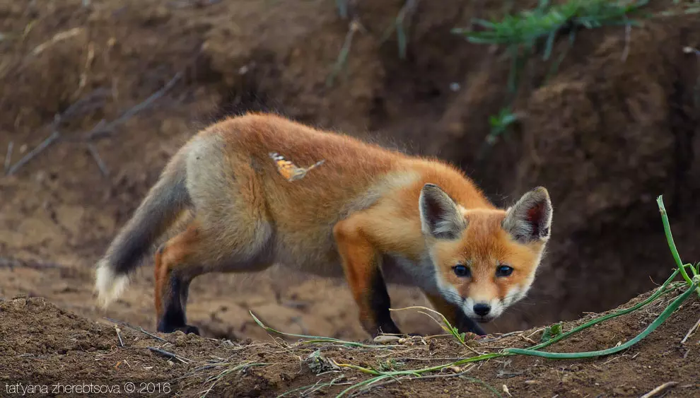 Kyzyl-Yar lakuko fauna Krimean Tatiana Stupid-en argazkietan 1844_18