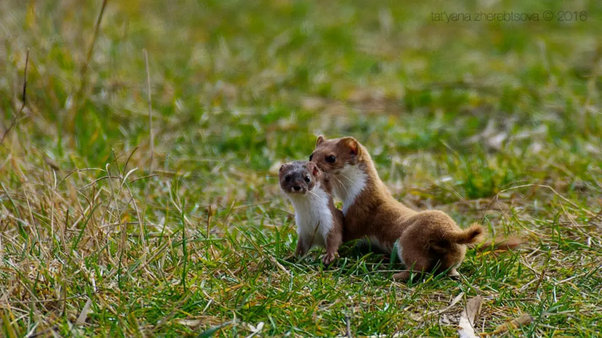 Fauna silvestre del lago Kyzyl-Yar en Crimea en fotos de Tatiana Stupid 1844_19