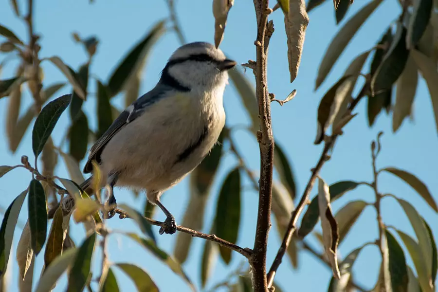 Fauna selvatica del lago Kyzyl-Yar in Crimea in foto di Tatiana Stupid 1844_22