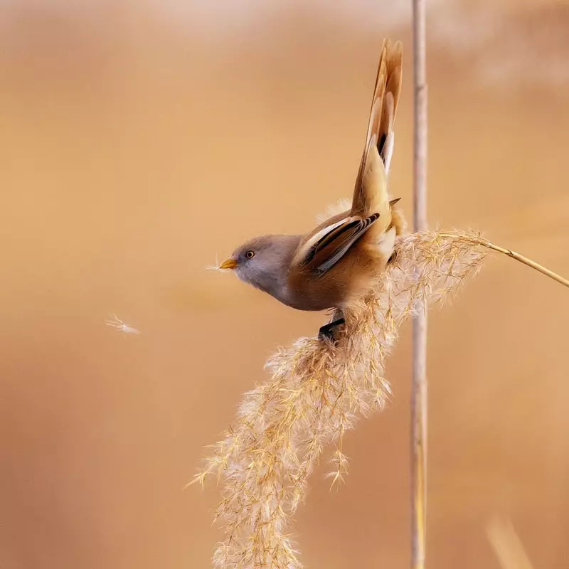 Fauna selvatica del lago Kyzyl-Yar in Crimea in foto di Tatiana Stupid 1844_23