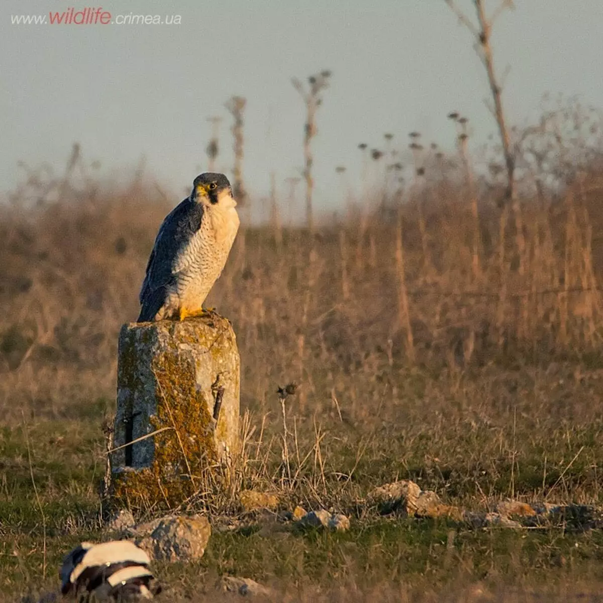 Fauna selvatica del lago Kyzyl-Yar in Crimea in foto di Tatiana Stupid 1844_26