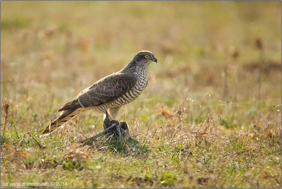 Fauna selvatica del lago Kyzyl-Yar in Crimea in foto di Tatiana Stupid 1844_27