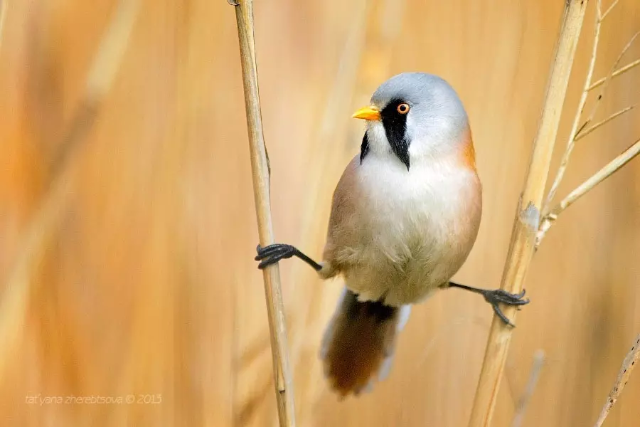 Fauna silvestre del lago Kyzyl-Yar en Crimea en fotos de Tatiana Stupid 1844_3