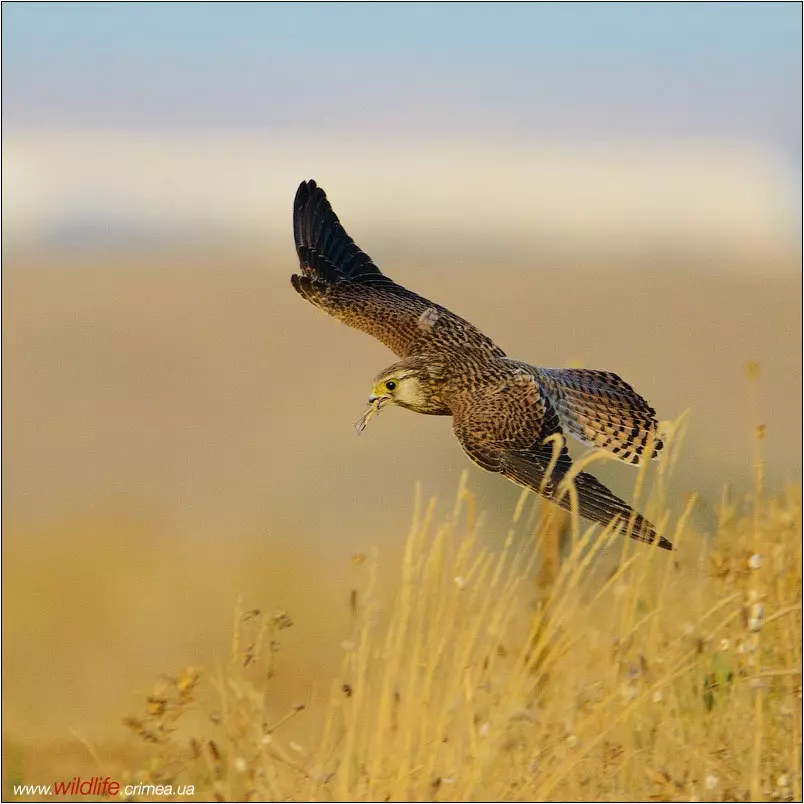 Fauna silvestre del lago Kyzyl-Yar en Crimea en fotos de Tatiana Stupid 1844_4