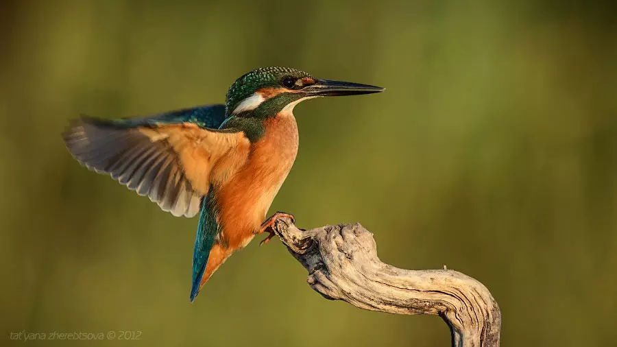 Fauna silvestre del lago Kyzyl-Yar en Crimea en fotos de Tatiana Stupid 1844_5