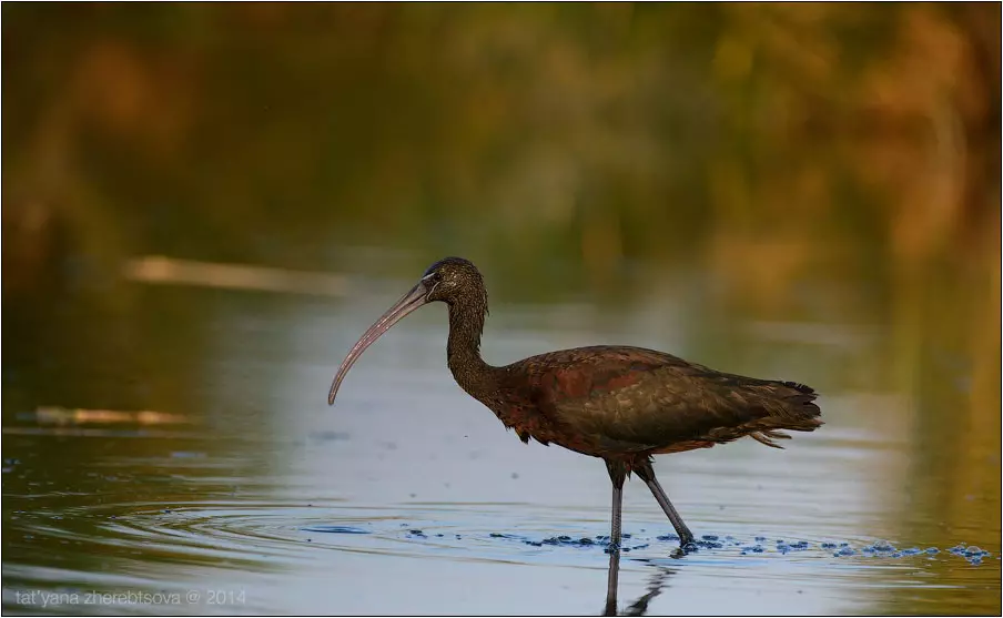 Fauna silvestre del lago Kyzyl-Yar en Crimea en fotos de Tatiana Stupid 1844_7