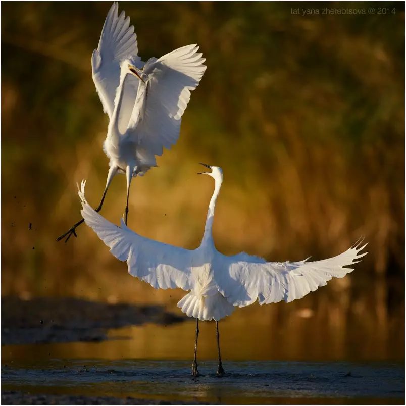 Fauna silvestre del lago Kyzyl-Yar en Crimea en fotos de Tatiana Stupid 1844_8