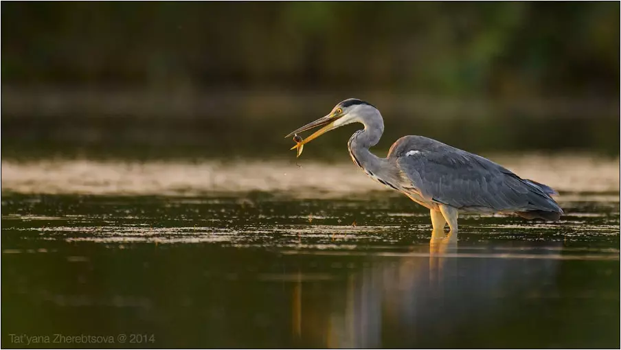 Fauna selvatica del lago Kyzyl-Yar in Crimea in foto di Tatiana Stupid 1844_9