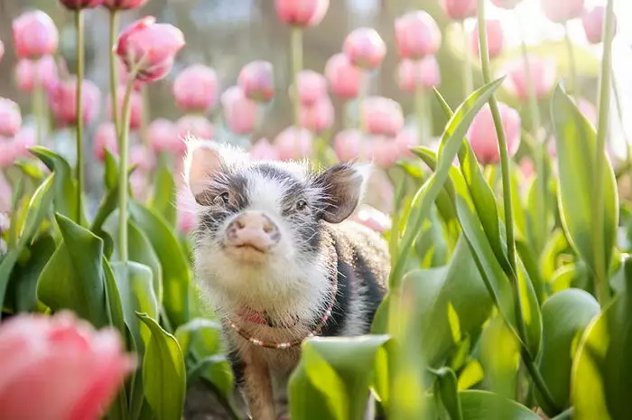 Pig sa Tulips: Cute Pictures Chantal Levesque (Chantal Levesque) 1871_4