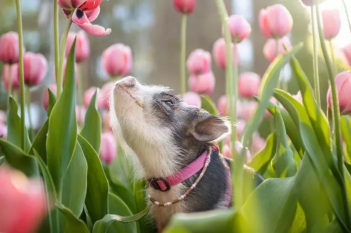 Babi In Tulip: Cute gambar cantal levesque (levestque chantal) 1871_5