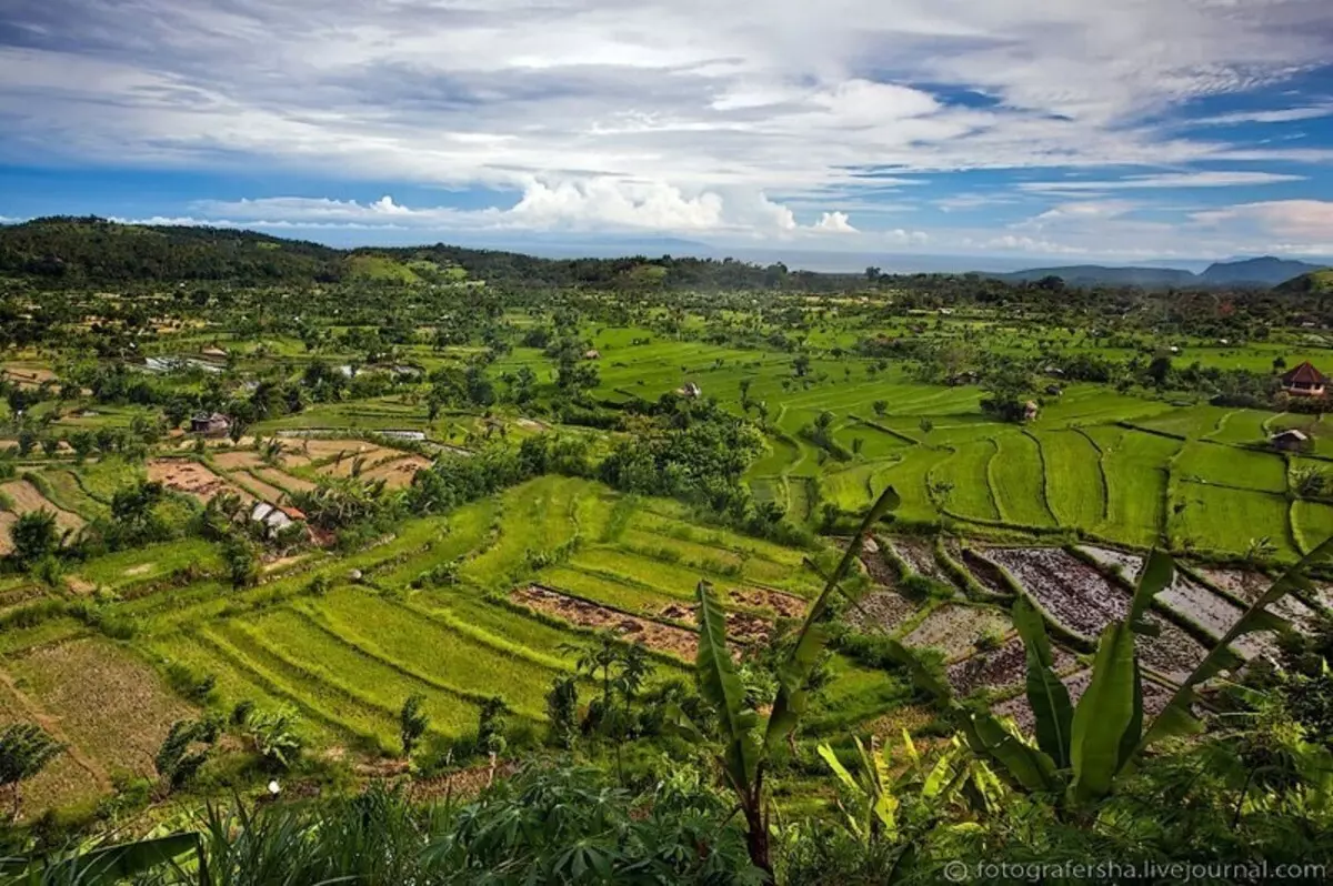 Mga uma sa bugas sa Bali