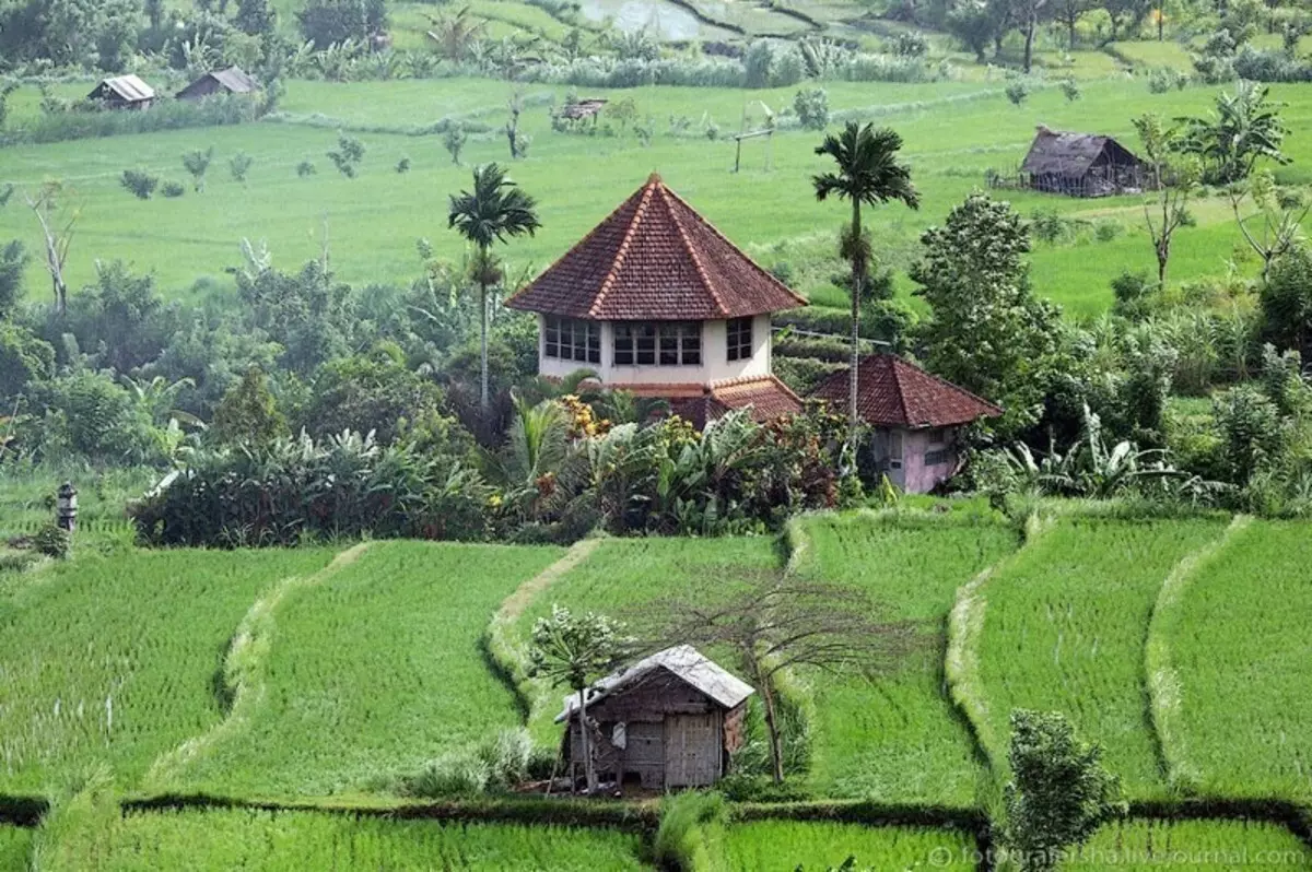 Mga uma sa bugas sa Bali