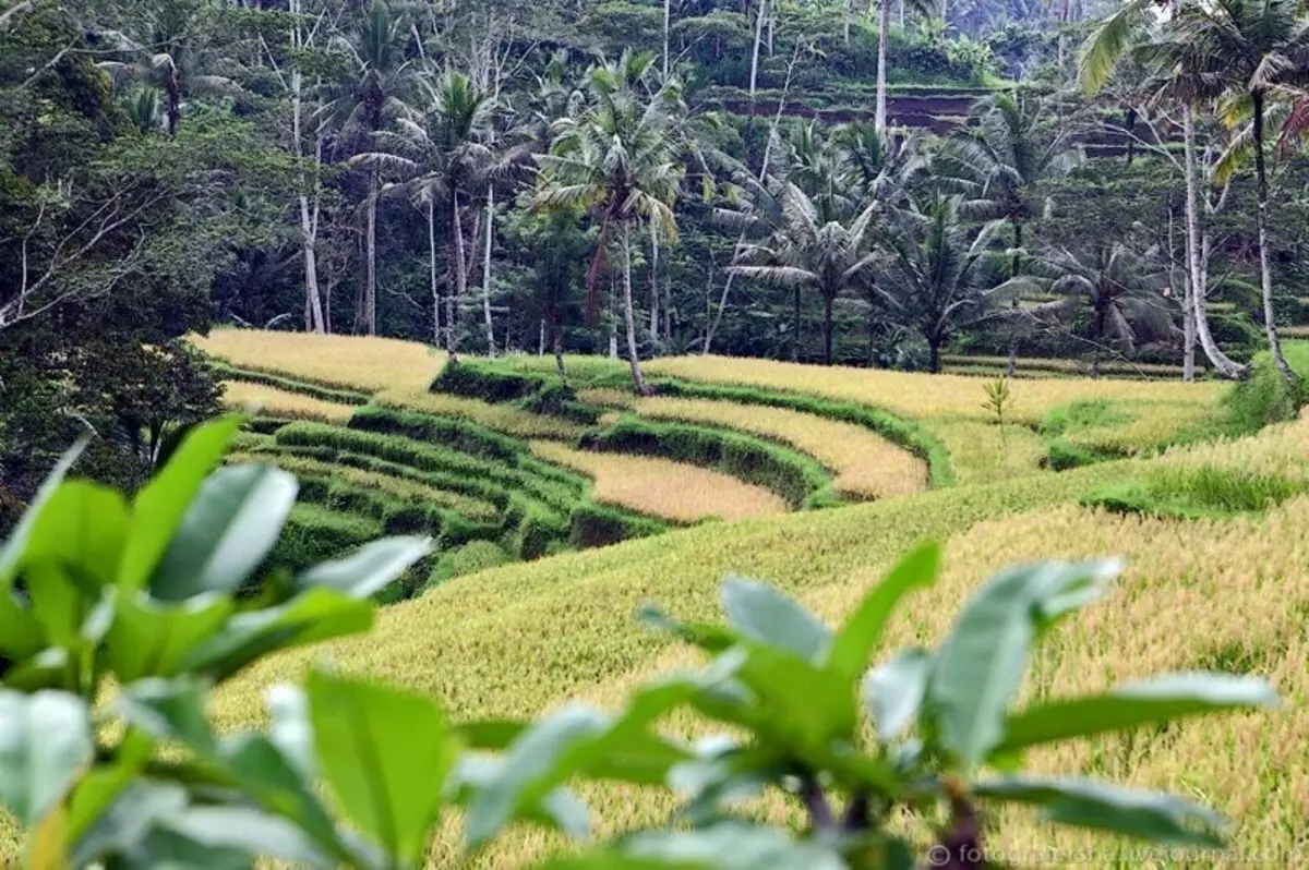 Mga uma sa bugas sa Bali