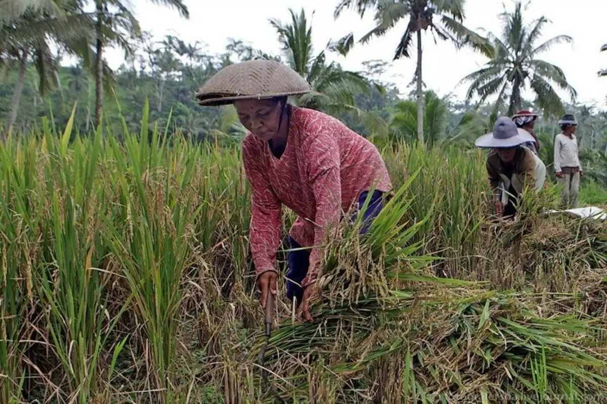 Mga uma sa bugas sa Bali