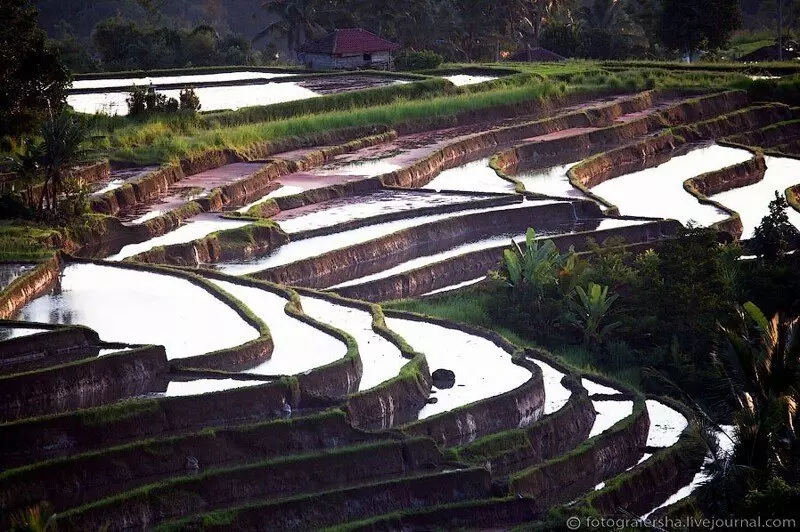 Mga umahan sa Rice sa Traveller Lens 196_3