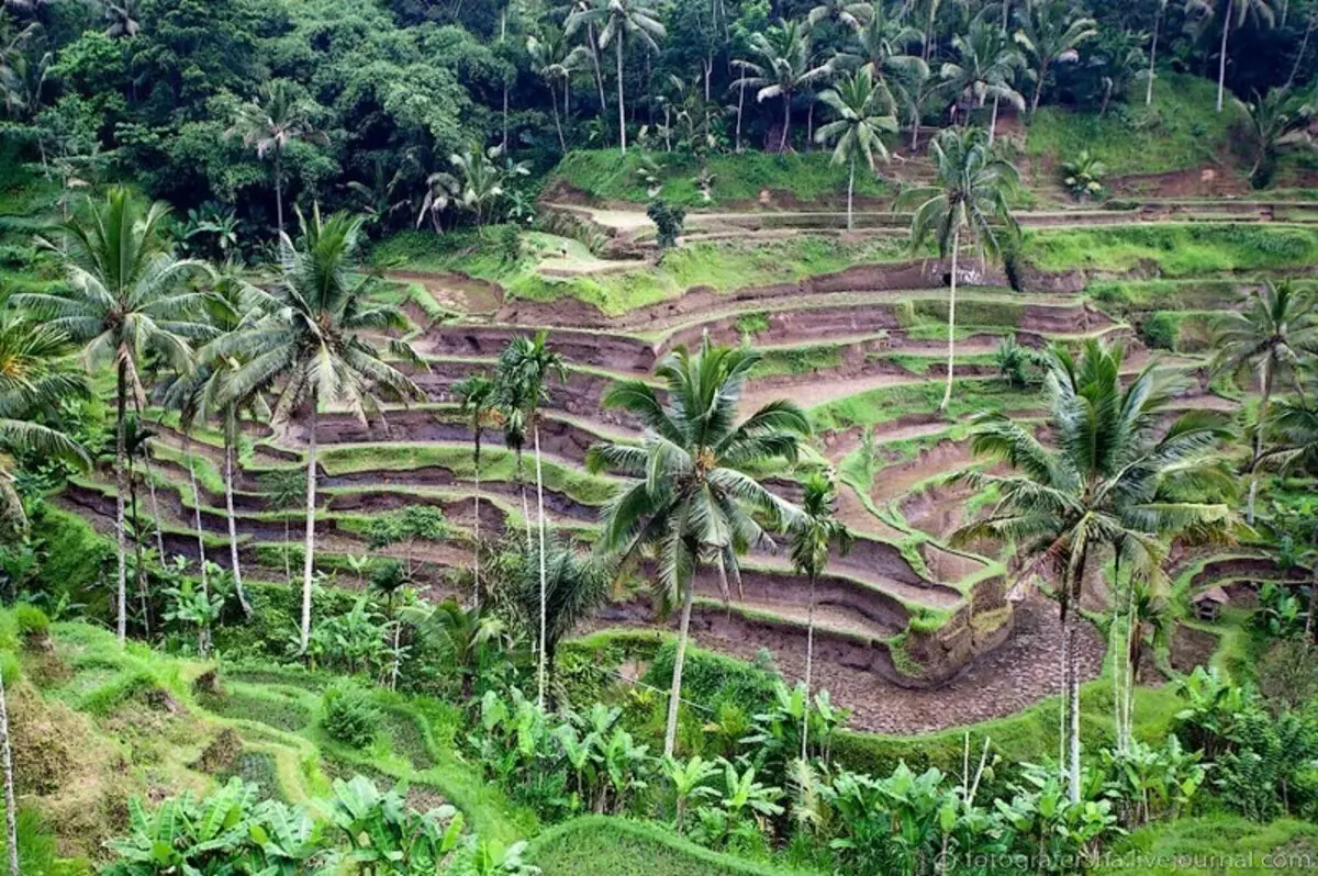 ಬಾಲಿ ಮೇಲೆ ಅಕ್ಕಿ ಜಾಗ