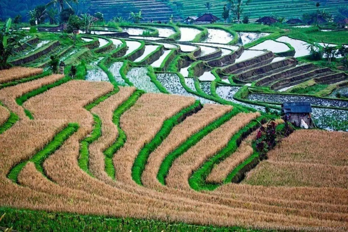 Mga umahan sa Rice sa Traveller Lens 196_4