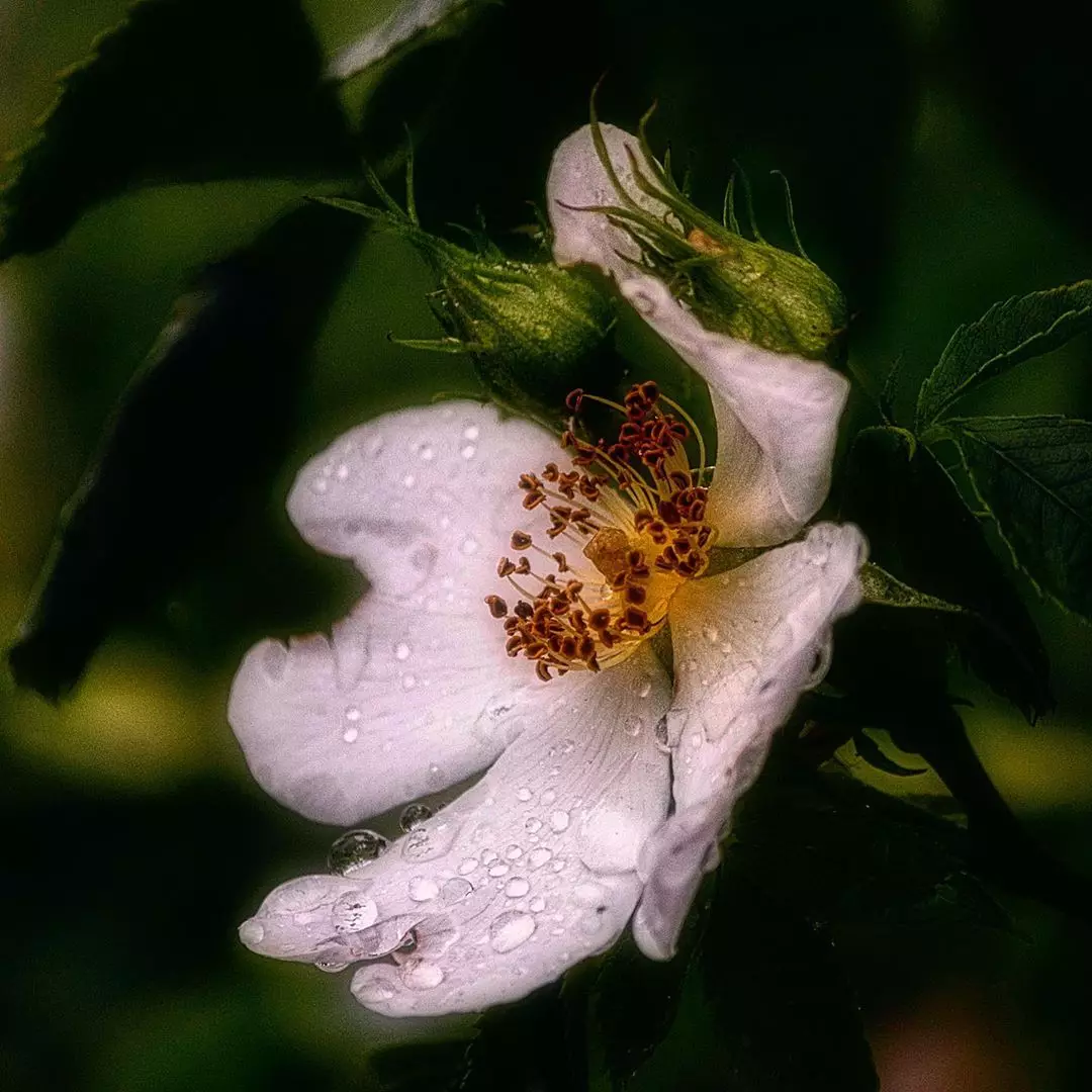 Gėlės uždaros nuo profesionalaus fotografo 20_3