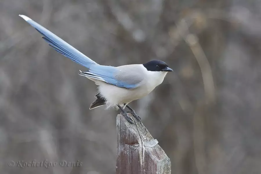 Pernahkah Anda melihat empat puluh biru? Foto Kochetkova Denis. 2133_13