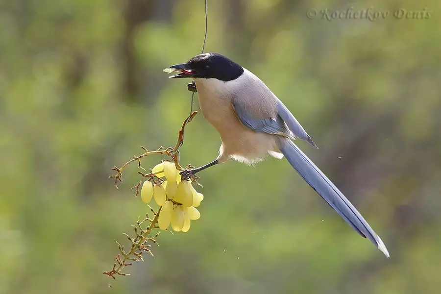 Pernahkah Anda melihat empat puluh biru? Foto Kochetkova Denis. 2133_9