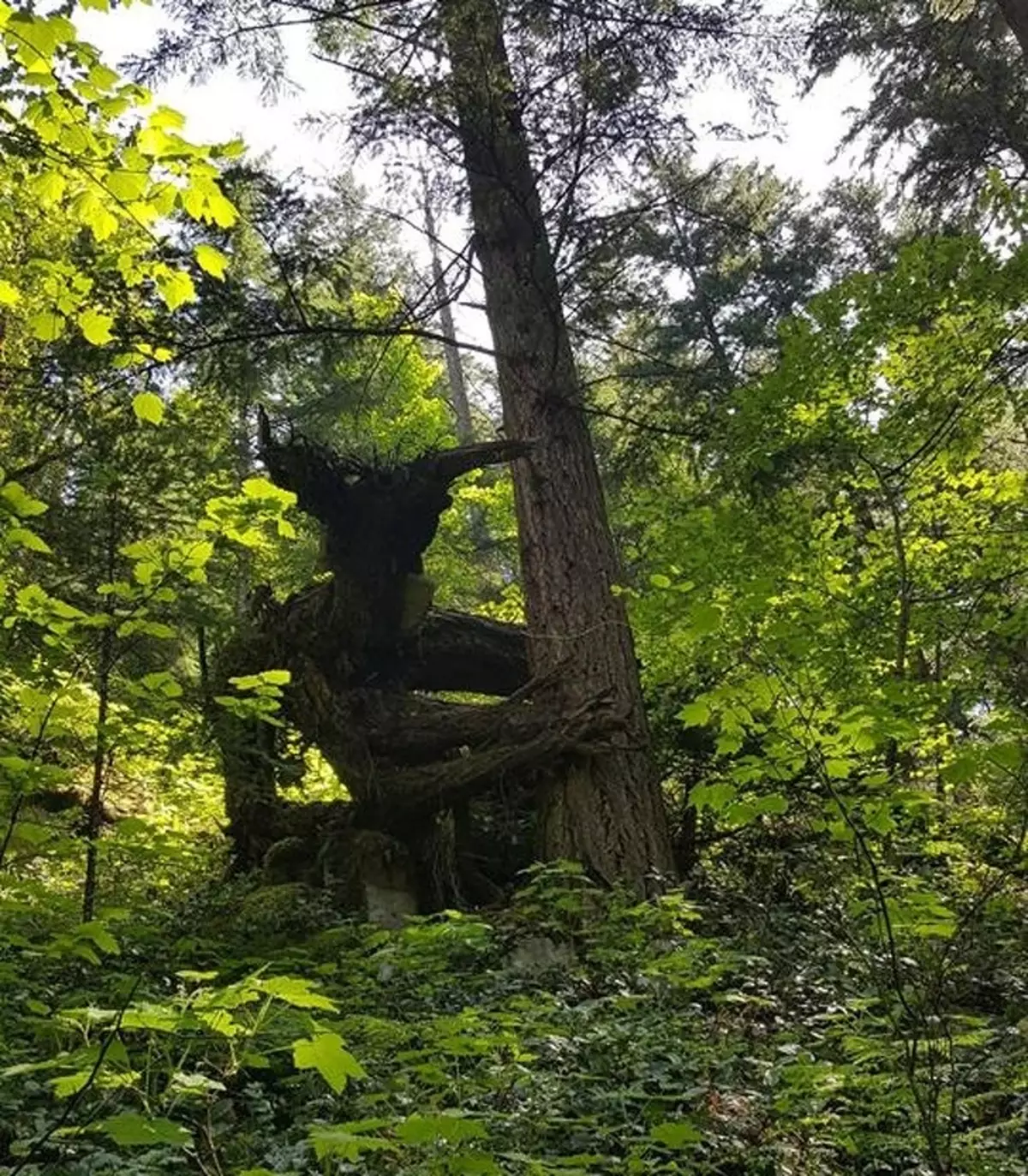 Nuotrauka, kurią reikia žiūrėti du kartus, kad suprastumėte, kas yra atvejis 2208_26