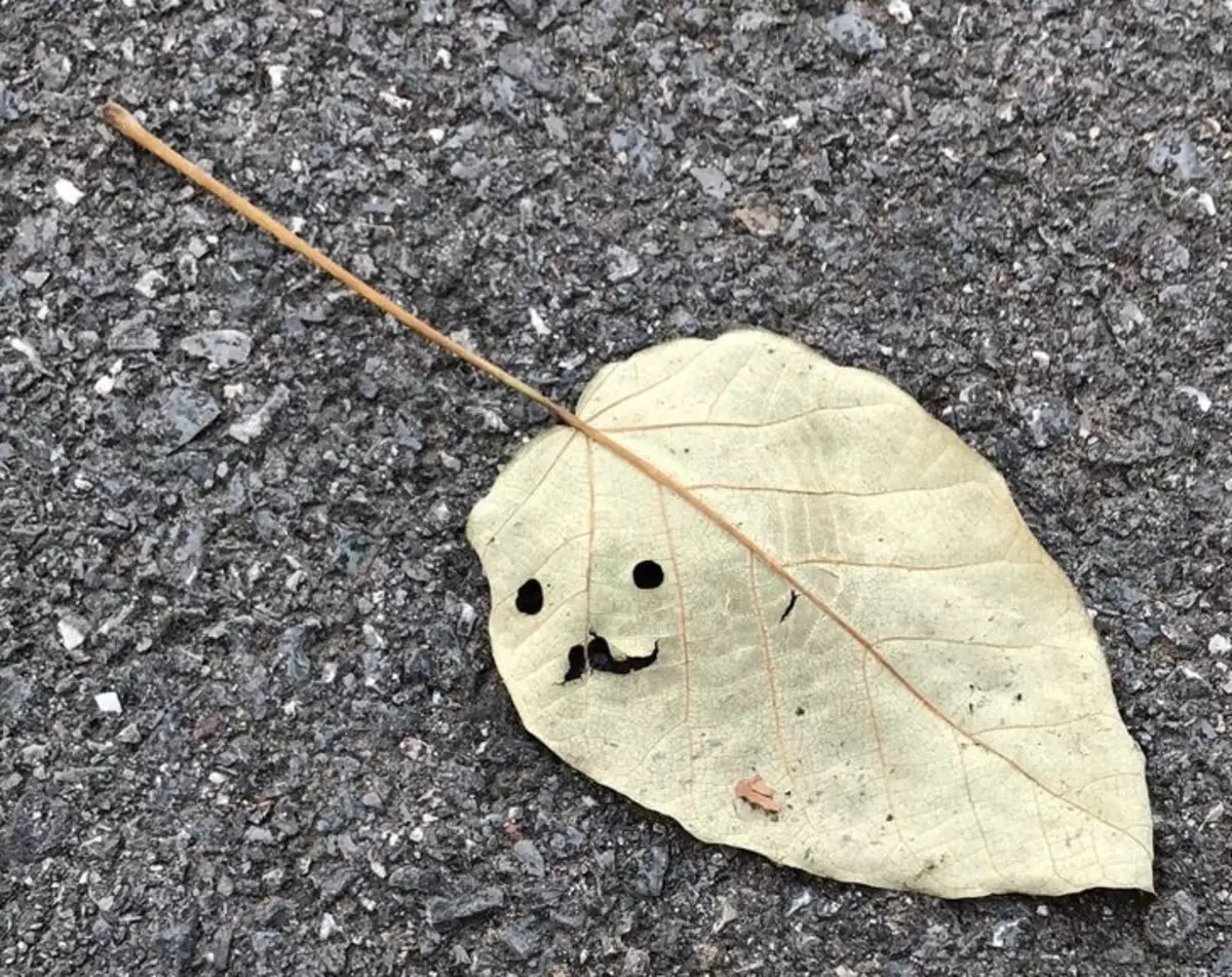 Nuotrauka, kurią reikia žiūrėti du kartus, kad suprastumėte, kas yra atvejis 2208_29