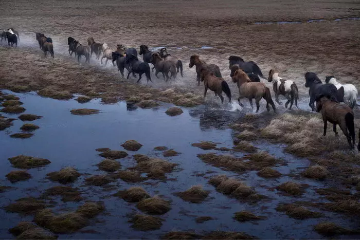 Lugares e animais de beleza mística: cavalos islandeses em Drew Drew Drew Doggett 2220_1