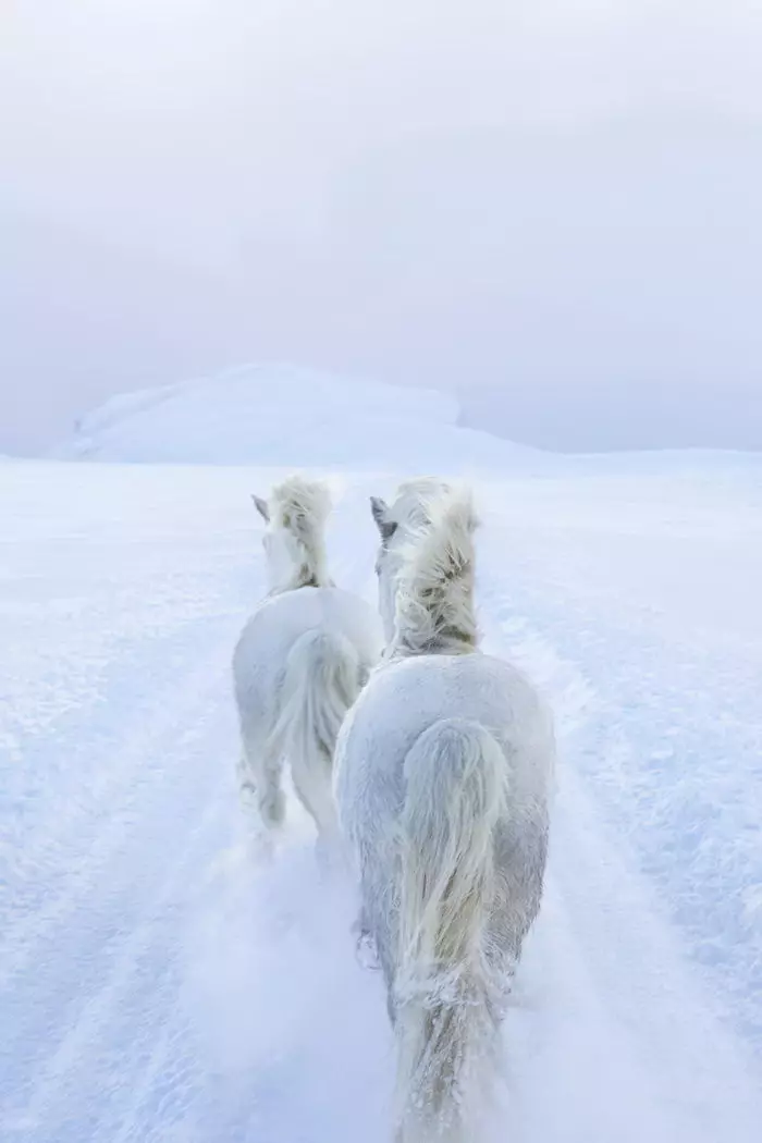 Lugares e animais de beleza mística: cavalos islandeses em Drew Drew Drew Doggett 2220_10