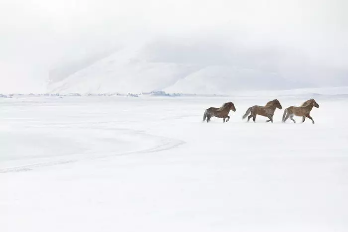 Lugares e animais de beleza mística: cavalos islandeses em Drew Drew Drew Doggett 2220_11