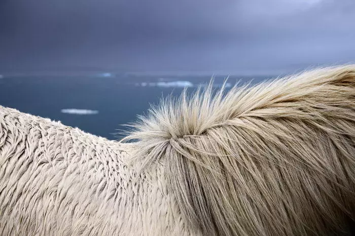 Postijiet tas-sbuħija mystical u annimali: żwiemel Islandiżi fil Drew Drew Drew DogGett 2220_15