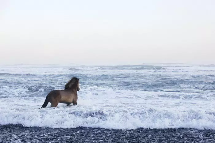 Lugares e animais de beleza mística: cavalos islandeses em Drew Drew Drew Doggett 2220_2