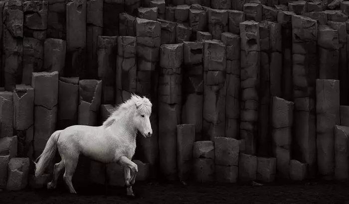 Lugares e animais de beleza mística: cavalos islandeses em Drew Drew Drew Doggett 2220_5