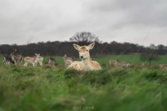 Harmonisiteit van die werklikheid in die fotokruweling van 