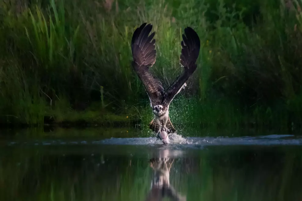 Gambar-gambar terbaik Pertandingan Fotografi Taman Negara Pertandingan 2020 2272_10