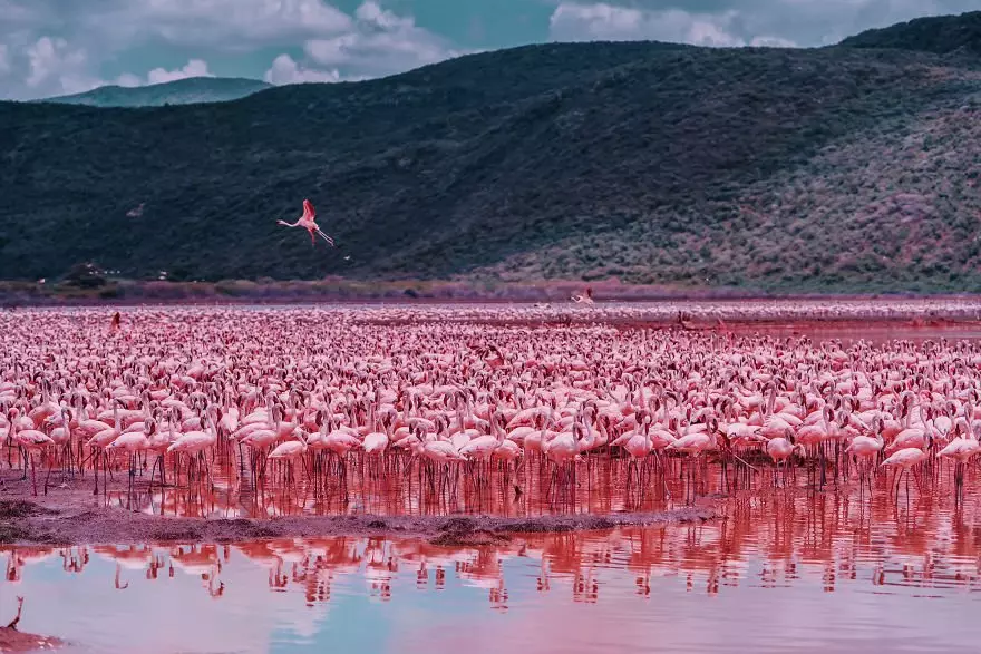 Volně žijících živočichů Afriky - fotoprojektor Christina Makeeva 2296_23