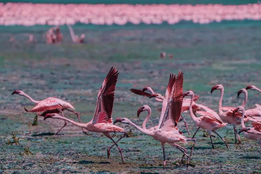 Volně žijících živočichů Afriky - fotoprojektor Christina Makeeva 2296_8