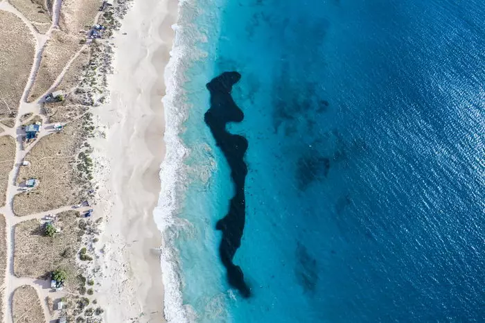 Paradise Footage no lugar do distrito: Tiburóns na costa de Australia nas imaxes de Schoon Scott (Sean Scott) 2298_2