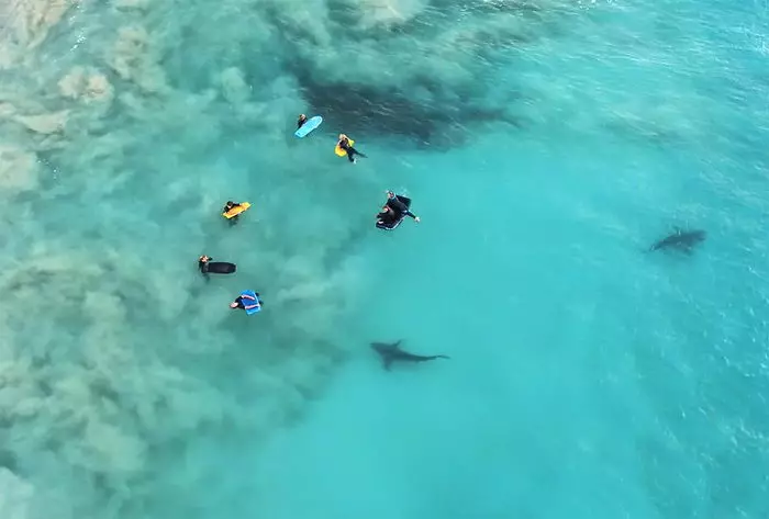 Paradise Footage i District Place: Sharks på kysten av Australia i bildene av Schoon Scott (Sean Scott) 2298_4