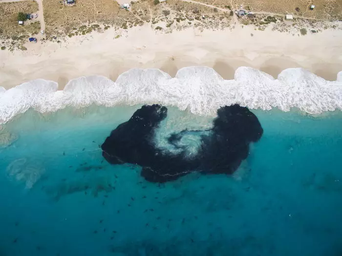 Paradise Footage no lugar do distrito: Tiburóns na costa de Australia nas imaxes de Schoon Scott (Sean Scott) 2298_6