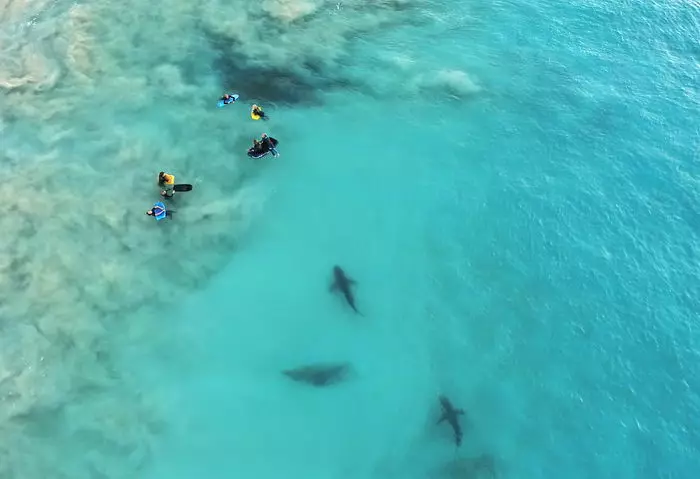 Paradise Footage i District Place: Sharks på kysten av Australia i bildene av Schoon Scott (Sean Scott) 2298_9