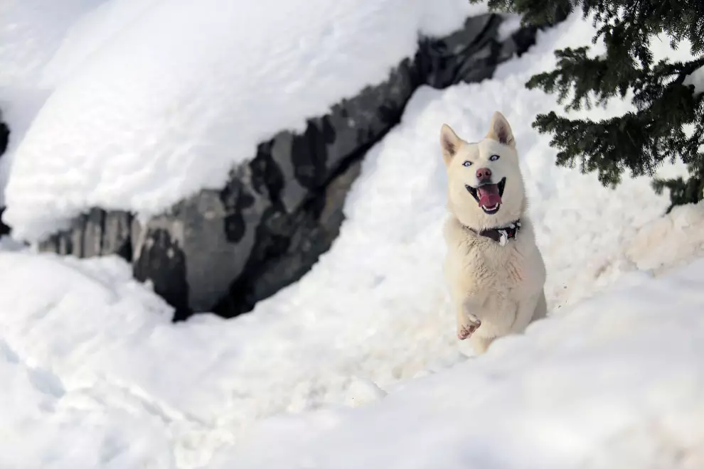 Munduko hainbat lekuetako animalia interesgarrienen bizitza argazkietan;) 2335_15