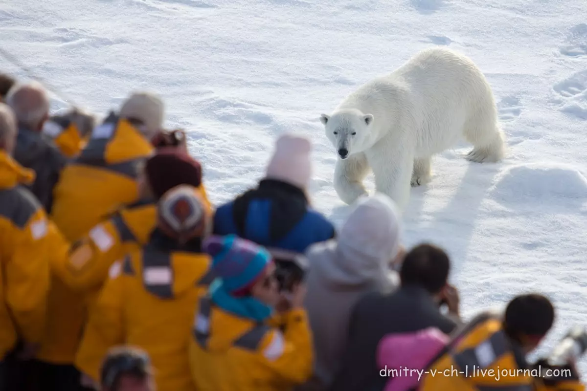 「インターナショナルホパールクマの日」はどうでしたか？写真家Dmitry Lobusov. 2360_1