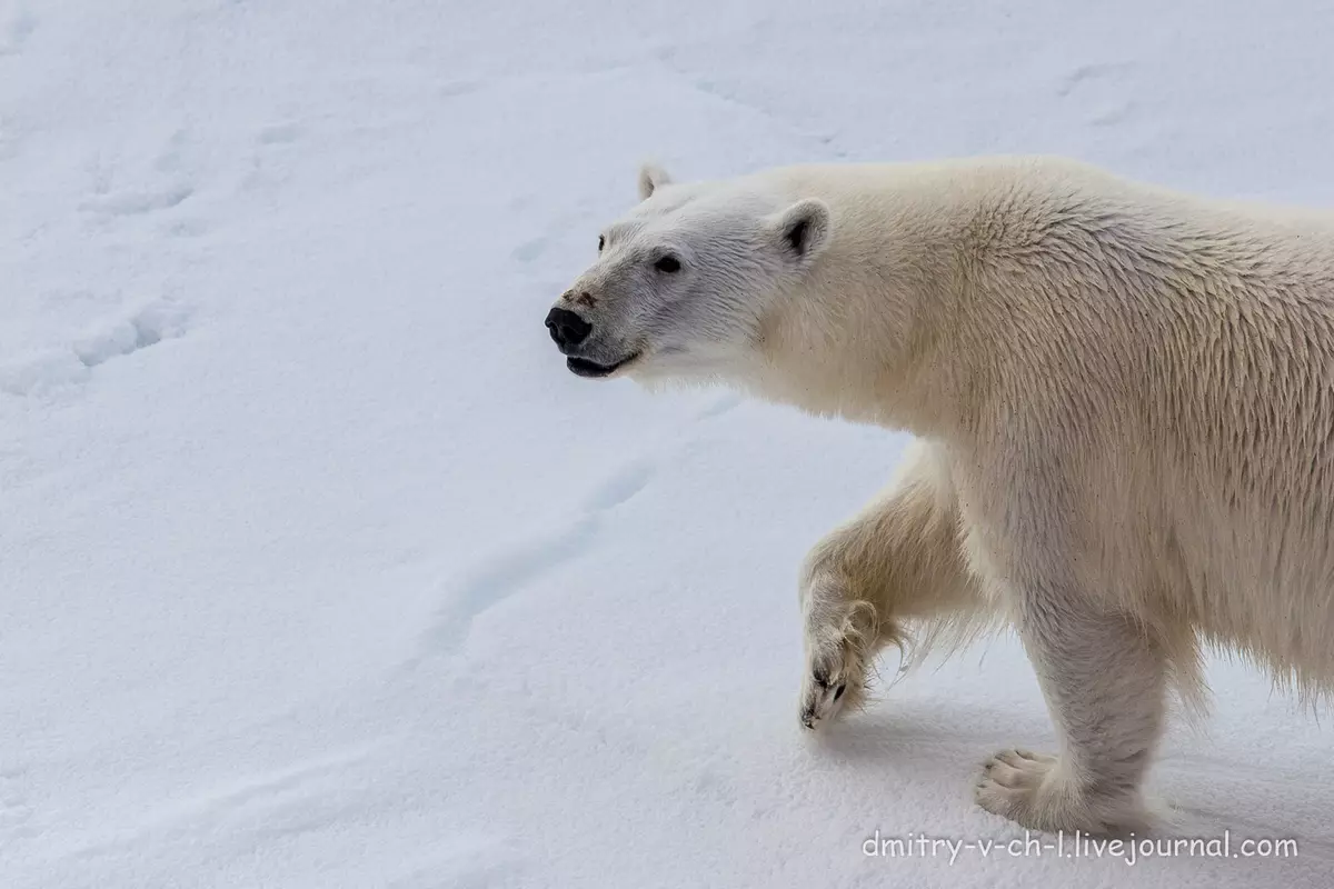 「インターナショナルホパールクマの日」はどうでしたか？写真家Dmitry Lobusov. 2360_10