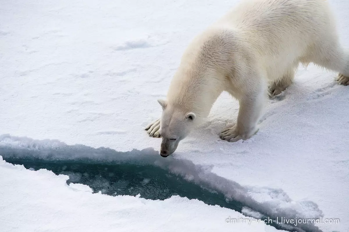 「インターナショナルホパールクマの日」はどうでしたか？写真家Dmitry Lobusov. 2360_11