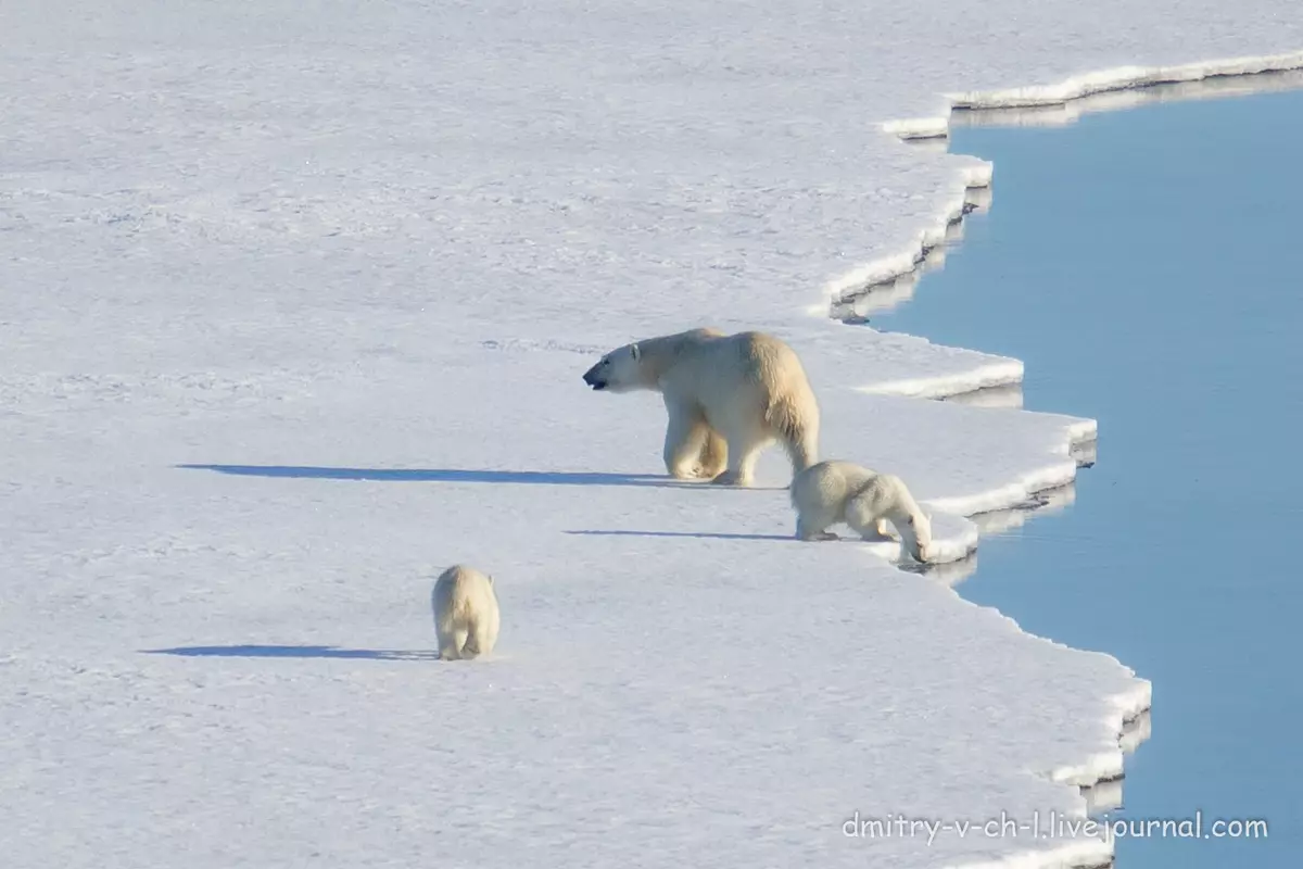 「インターナショナルホパールクマの日」はどうでしたか？写真家Dmitry Lobusov. 2360_12