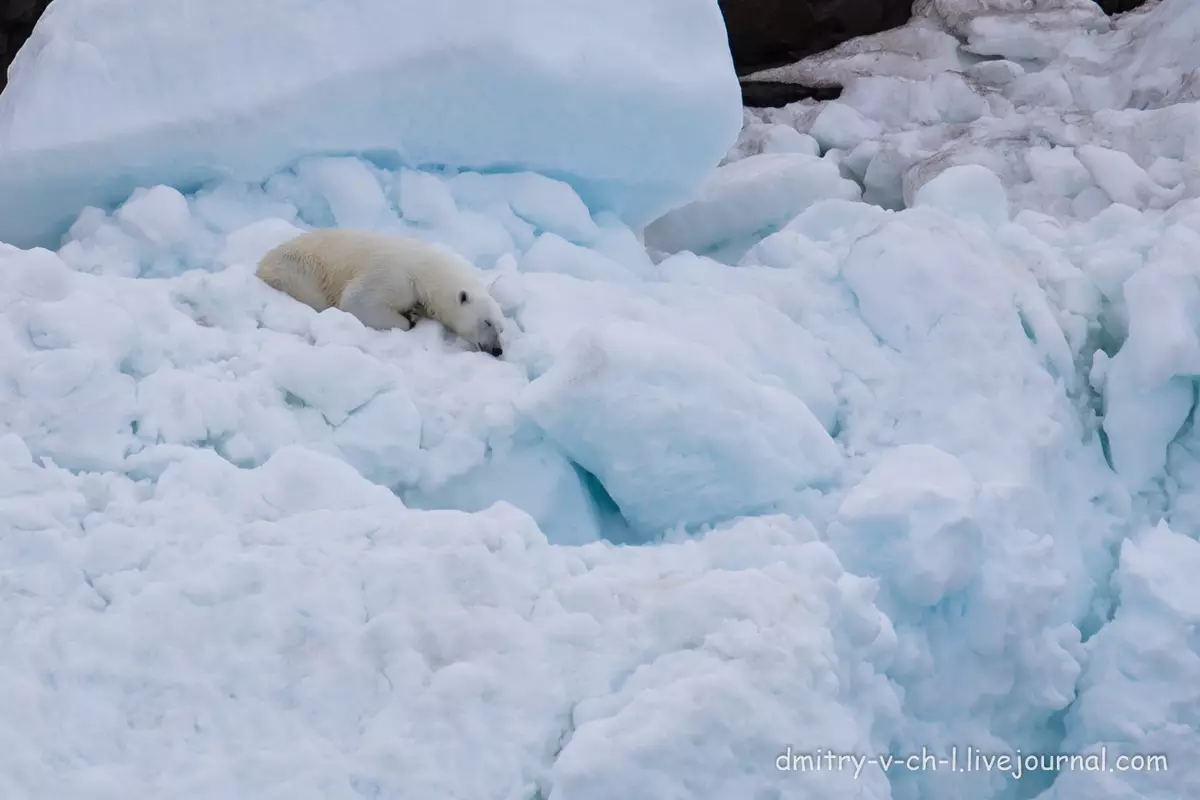 「インターナショナルホパールクマの日」はどうでしたか？写真家Dmitry Lobusov. 2360_13