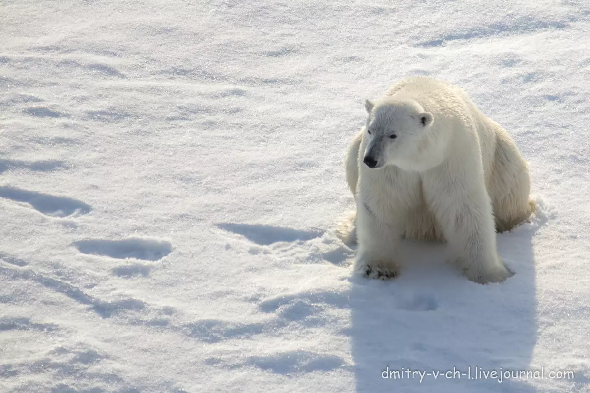 「インターナショナルホパールクマの日」はどうでしたか？写真家Dmitry Lobusov. 2360_2